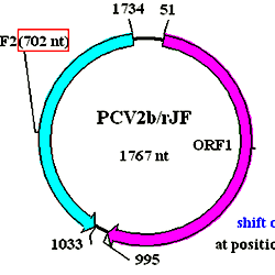 Schematic diagram of PCV2 strains used in this study.