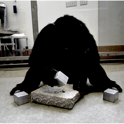 A chimpanzee using a cuboid-shaped hammer to crack open a nut in a pit ...