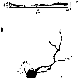 Examples of 3D reconstructions of two biocytin labeled neurons.
