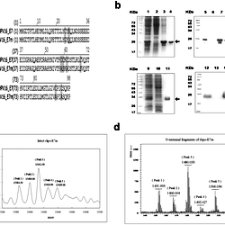 Construction, production and identification of rE7m and rlipo-E7m.