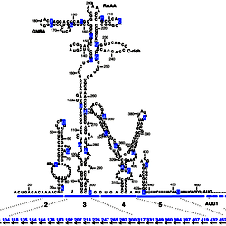 Secondary RNA structure of the FMDV IRES region.