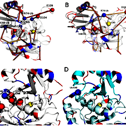 Ub-E2 family 3 complexes and the ternary complex between Ub-E2 and ...