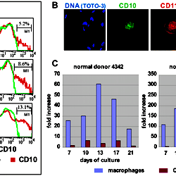 CD10 expression in cultured macrophages.