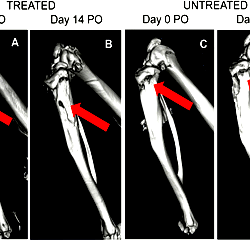 Micro-CT images of the right tibia of treated and untreated rats.