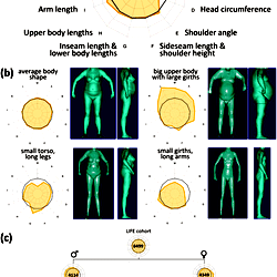 Visualization of body shapes using bodygrams.