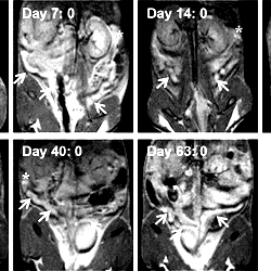MRI images of an example control mouse at all time points during the ...
