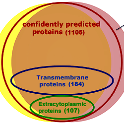 Venn diagram of the predicted protein coding genes by different methods ...