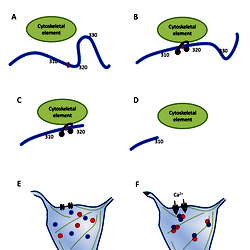Possible mechanism underlying Rem2 activity-dependent redistribution.