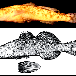 A New Species of the Bay Goby Genus Eucyclogobius, Endemic to Southern ...
