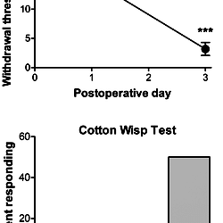 Pain behaviors induced by modified SNL model.