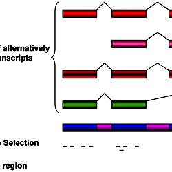 Types of transcripts detected by Whole Transcript Exon Array.