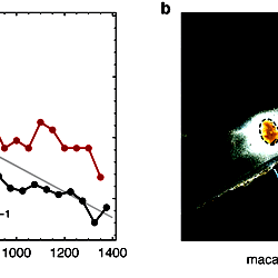 Decay rates of intrinsic labeling in mouse and macaque.