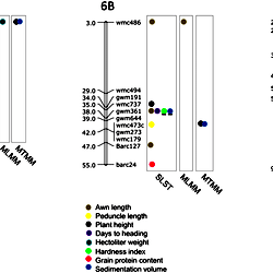 SSR genetic linkage maps of homoeologous group 6 chromsomes showing ...
