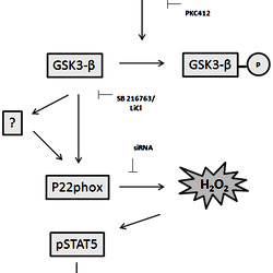 Schematic of Proposed Mechanism for p22phox-mediated H2O2 signalling in ...