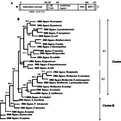 Conserved domain architecture of wBm-LigA and phylogenetic tree of DNA ...