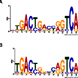 Sequence logos of REPSA-selected SbtR-binding sequences.