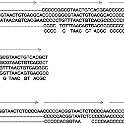 Nucleotide sequence alignment of the iterons within the oriV of the ...