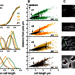 Position of origins relative to cell poles.