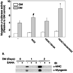The HDAC1/Sin3A complex promotes muscle cell differentiation.