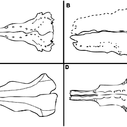 Variation in the shape of the frontal bones in basal neopterygians. A