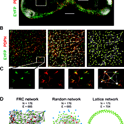 Assessing the topology of the T cell zone FRC network.