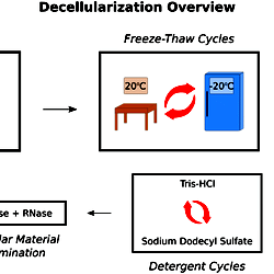 Overview of optimized decellularization procedure used in study.