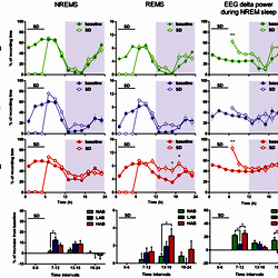 Effects of sleep deprivation on sleep recovery and EEG delta power ...