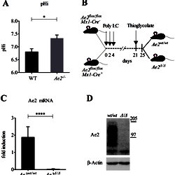 Ae2 is expressed in macrophages.
