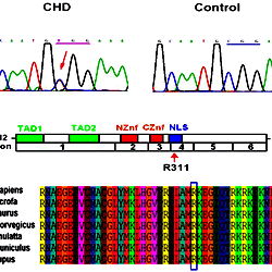 Distribution of the identified GATA4 mutation and multiple sequence ...