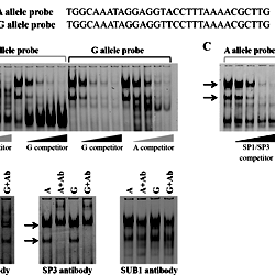 The OA-associated allele of rs835487 has increased binding of nuclear ...