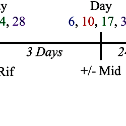 CYP3A4 Activity Experimental Timeline (Rif = Rifampicin, Mid = Midazolam).