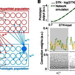 Computational model of STN-GPe network.