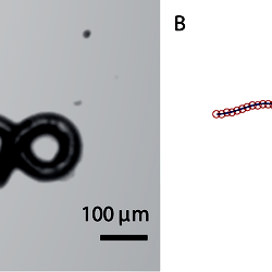 Loop turn with two distinct piecewise curvature modes.