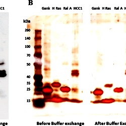 A representative analysis of a selection of TAAs by Western blot (WB ...