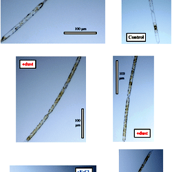 Photomicrographs of Proboscia inermis cells, showing higher number and ...