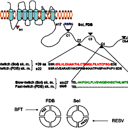 Schematic illustrating BK channel structure and sites of variable ...