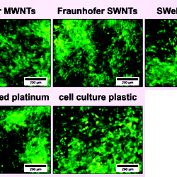 Fluorescence microscopic images of GFP-expressing NIH3T3 fibroblasts (N ...
