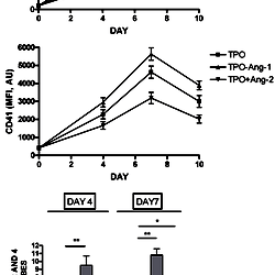 Effect of exogenous Ang-1 and Ang-2 on TPO-driven Mk differentiation of ...