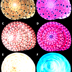 Shells under visible and ultraviolet (UV) light.