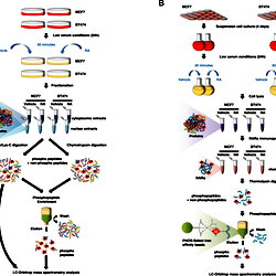 Workflow for the phosphoproteomics strategy.