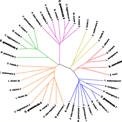 Phylogenetic tree of fungal TRP proteins.