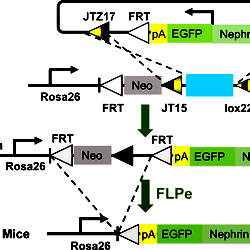 Schematic diagram of pronuclear injection-based targeted transgenesis ...