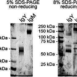 SDS-PAGE analysis of the purified IgM and IgY.