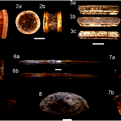 Ray teeth, vertebrae and dermal denticle from Rio de Janeiro shellmounds.