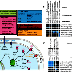 A diverse set of pathways contribute to antibiotic resistance.