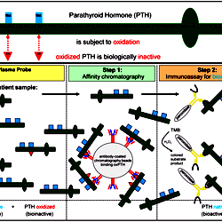 Basic principles of the new assay system for detection of intact and ...