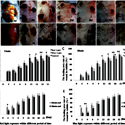 Healing of skin wounds in animals.