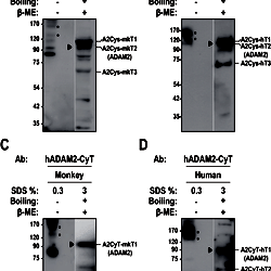 Possible ADAM2 complexes in monkey and human testicular cells.