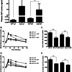 Het GIP Tg mice retain responsiveness to GIP. A. Plasma GIP levels.