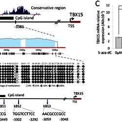 Methylation of the TBX15 promoter in cancer cell lines.
